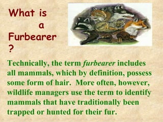 Louisiana Wildlife | PPT