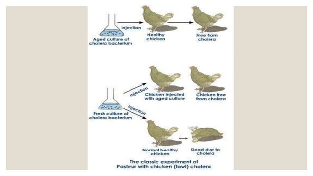 Louis pasteur and robert koch | PPTX