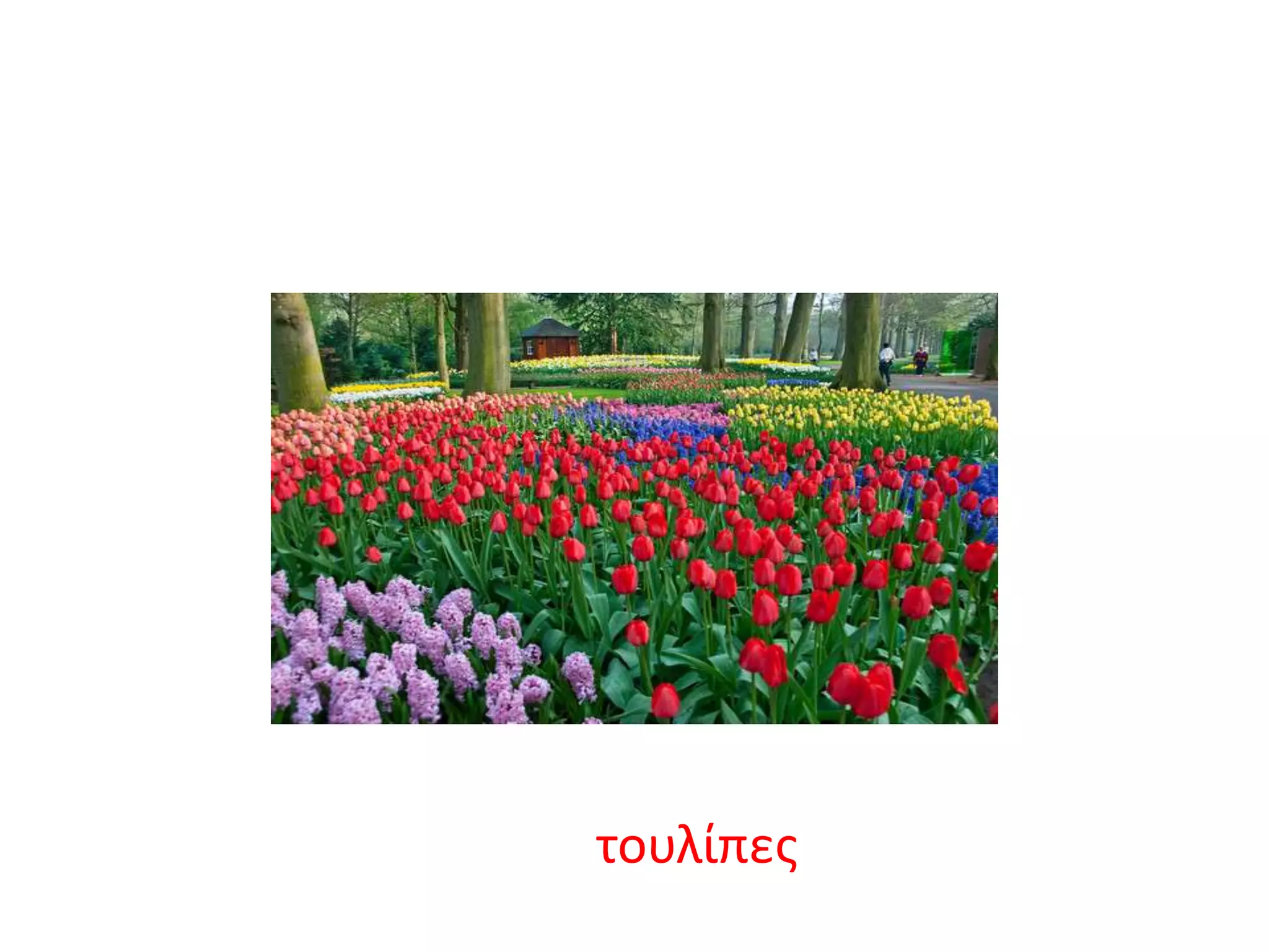 Louloudia | PPTX