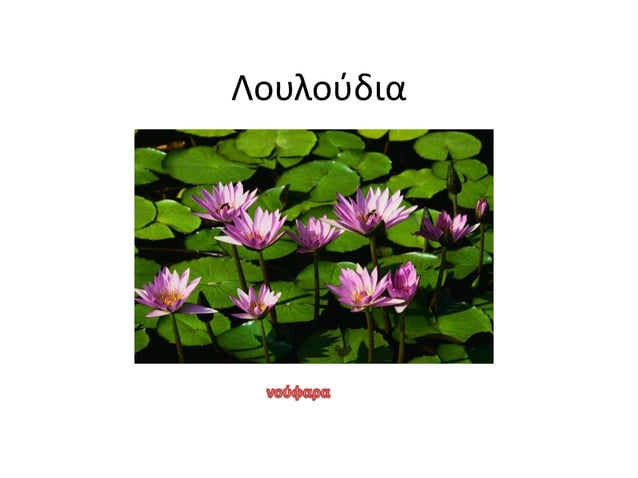 Louloudia | PPT