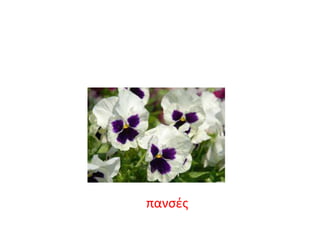 Louloudia | PPTX