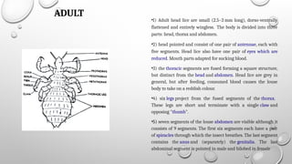 Comprehensive Overview of Biology, Importance, and Control of Lice | PPTX