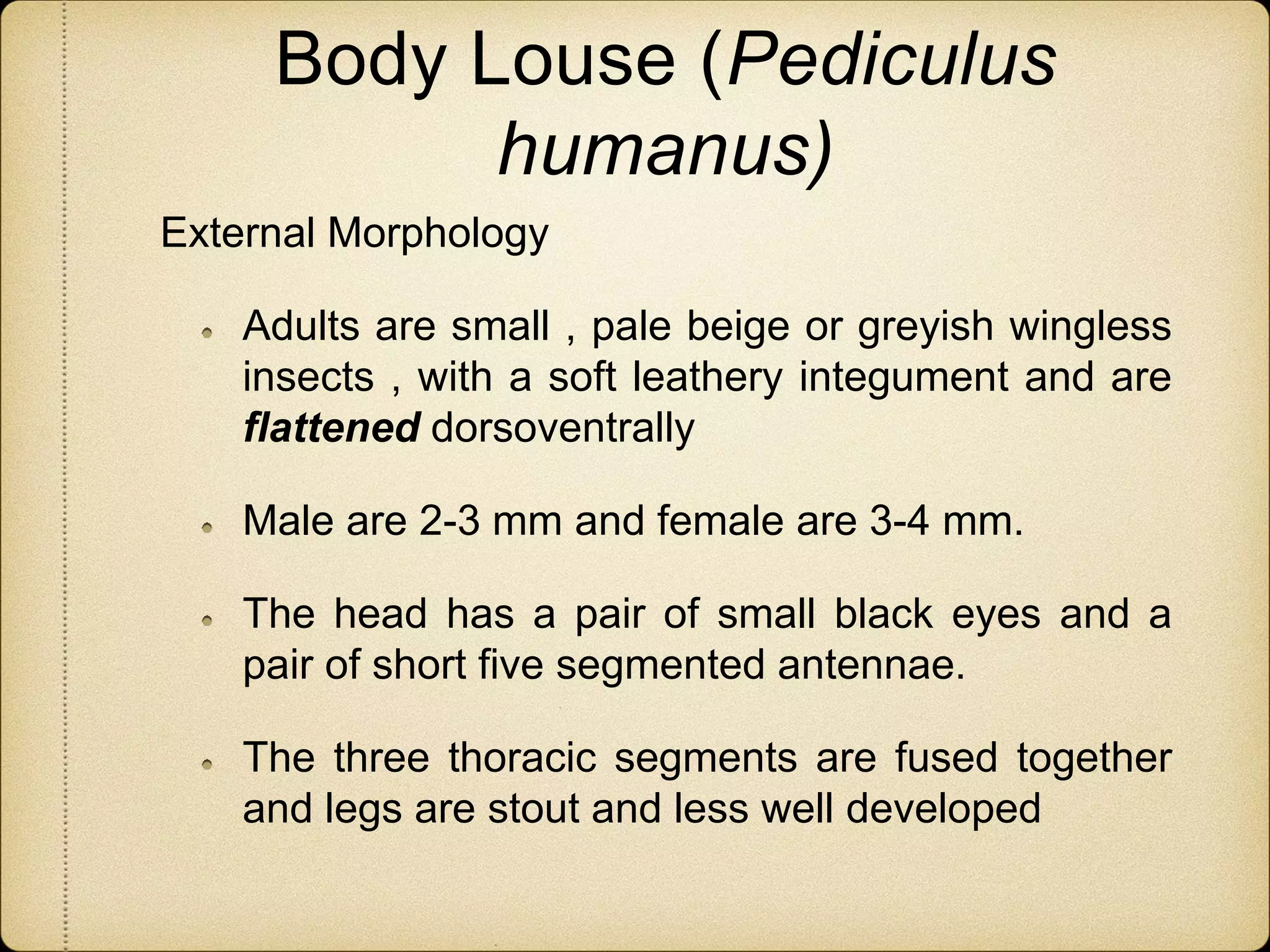Louse and cyclops | PPTX