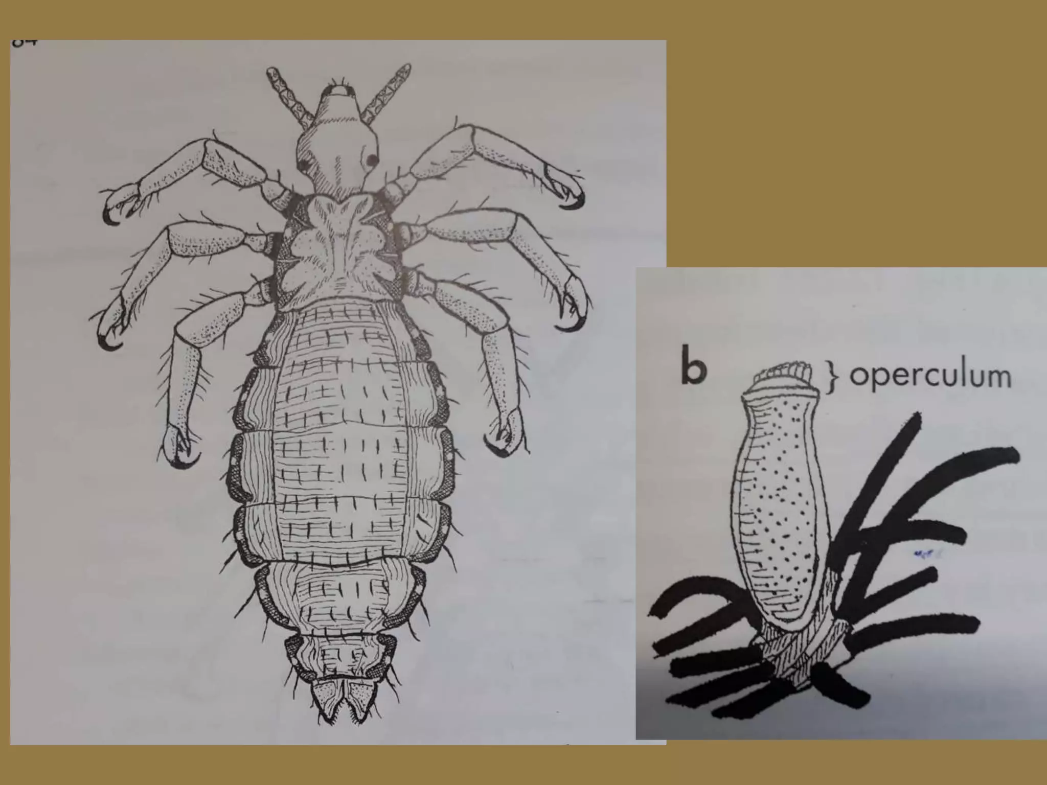 Louse and cyclops | PPTX