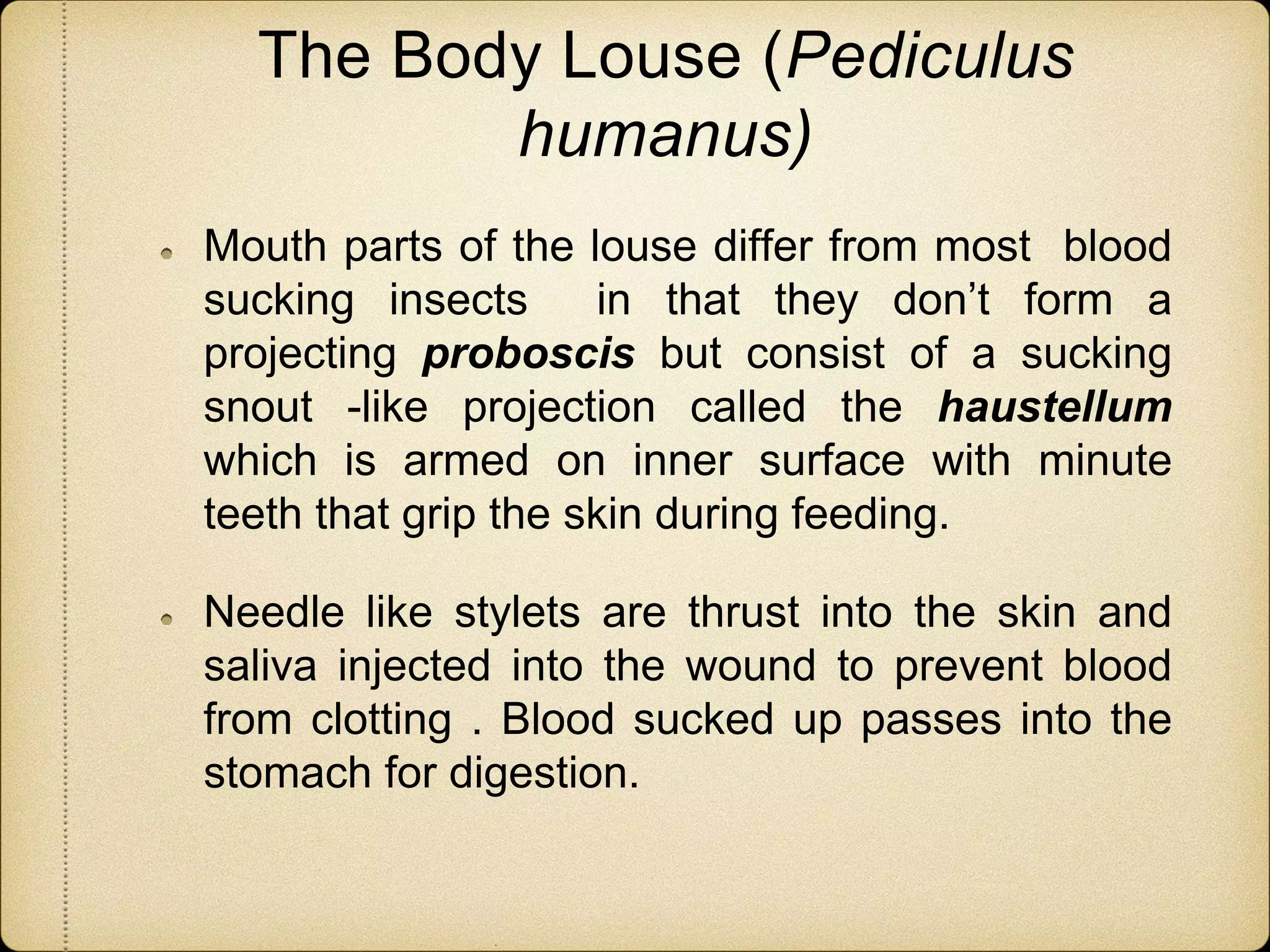 Louse and cyclops | PPTX