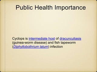 Louse and cyclops | PPTX | Infectious Diseases | Diseases and Conditions