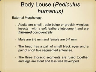 Louse and cyclops | PPTX