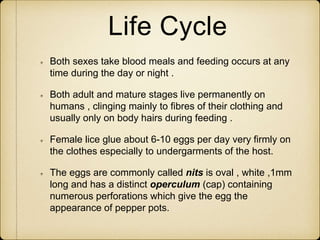 Louse and cyclops | PPTX | Infectious Diseases | Diseases and Conditions