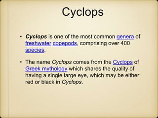 Louse and cyclops | PPT
