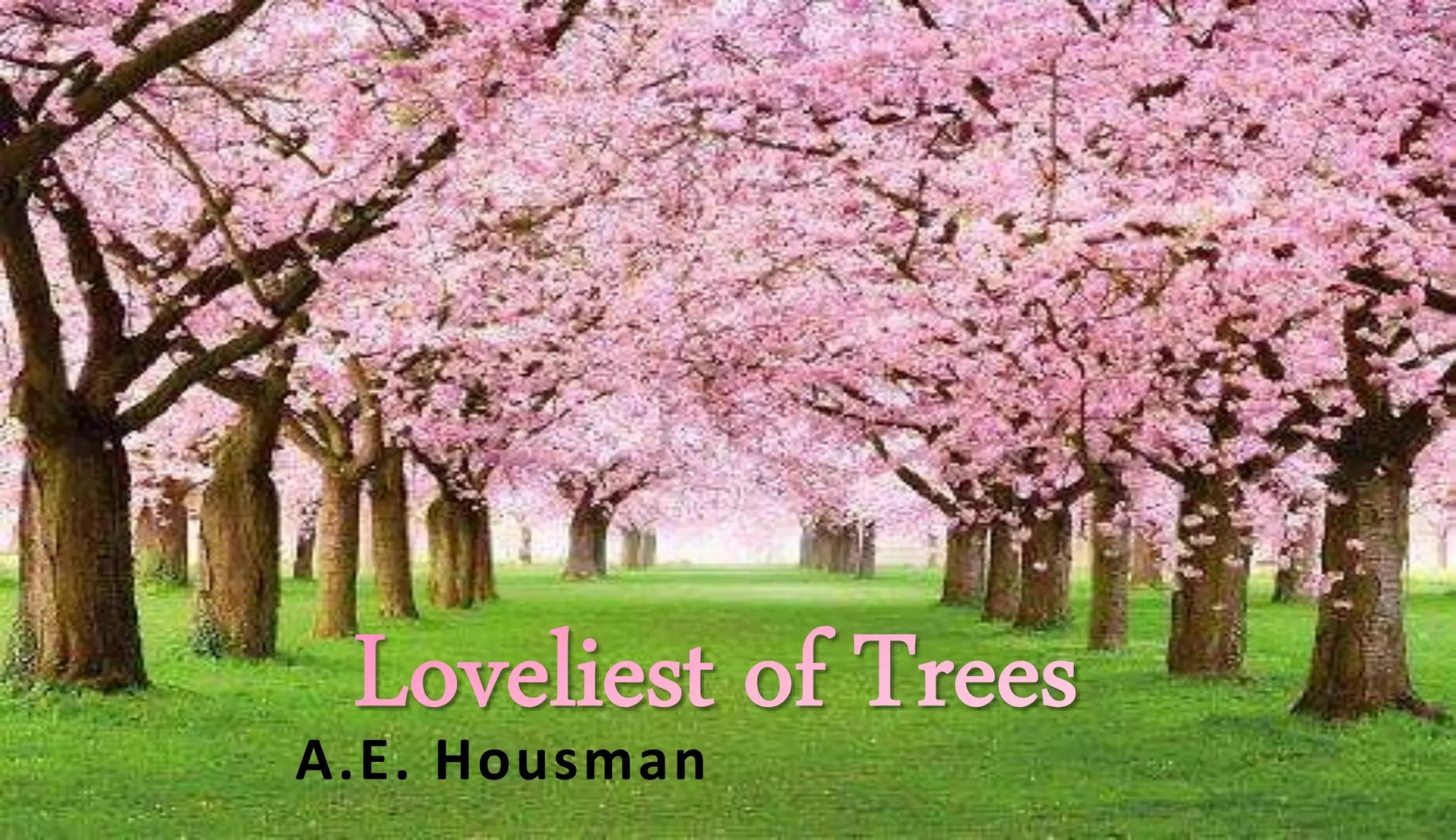 Loveliest of trees by A.E. Housman | PPT