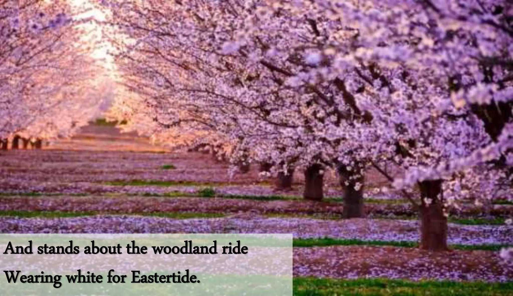 Loveliest of trees by A.E. Housman | PPT