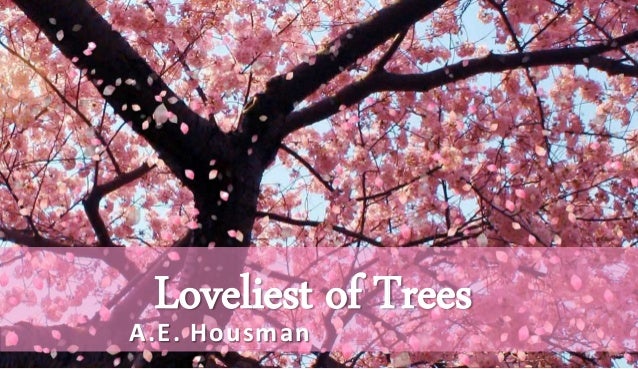 Loveliest of trees by A.E. Housman