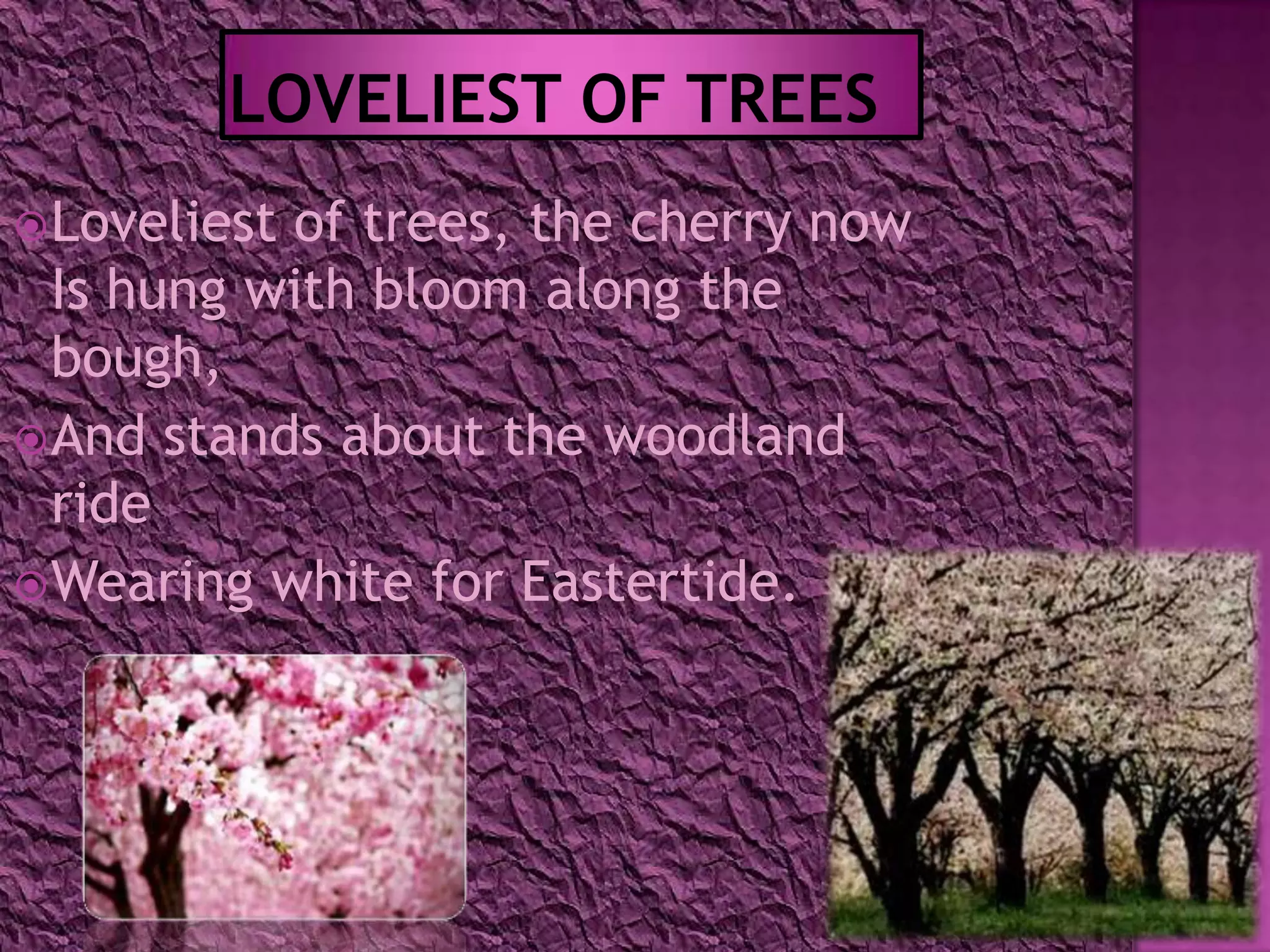 Loveliest of trees poem- Rabiya Khan | PPTX
