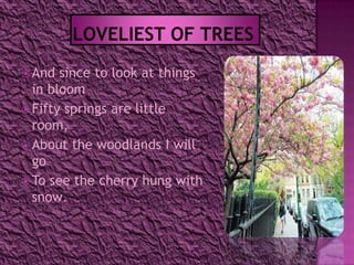 Loveliest of trees poem- Rabiya Khan | PPTX