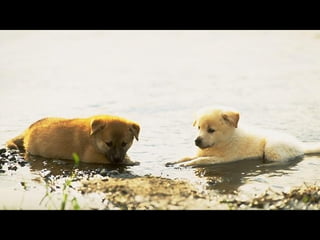 Lovely Dogs | PPS