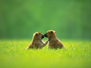 Lovely Dogs | PPS
