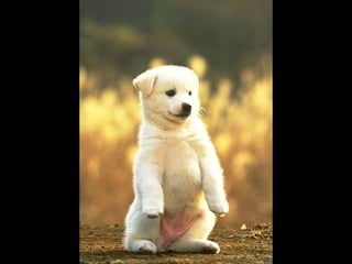 Lovely Dogs | PPS