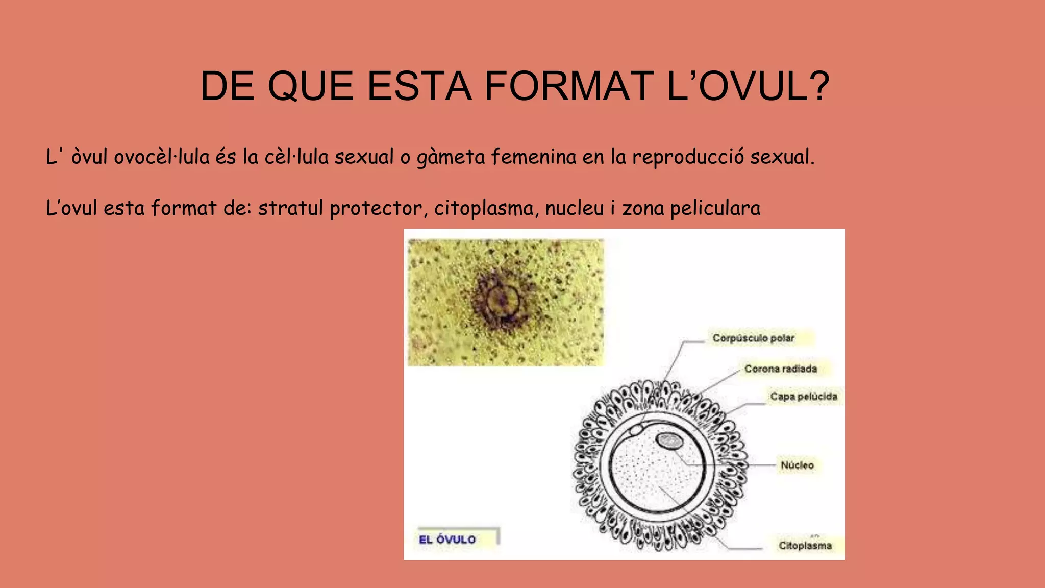 L’ovúl i l’espermatozoide | PPT