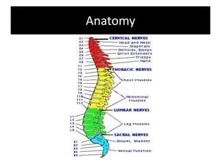 Low back dysfunction for acute and chronic injuries | PPT