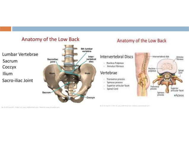 Low back pain & ergonomics | PPTX