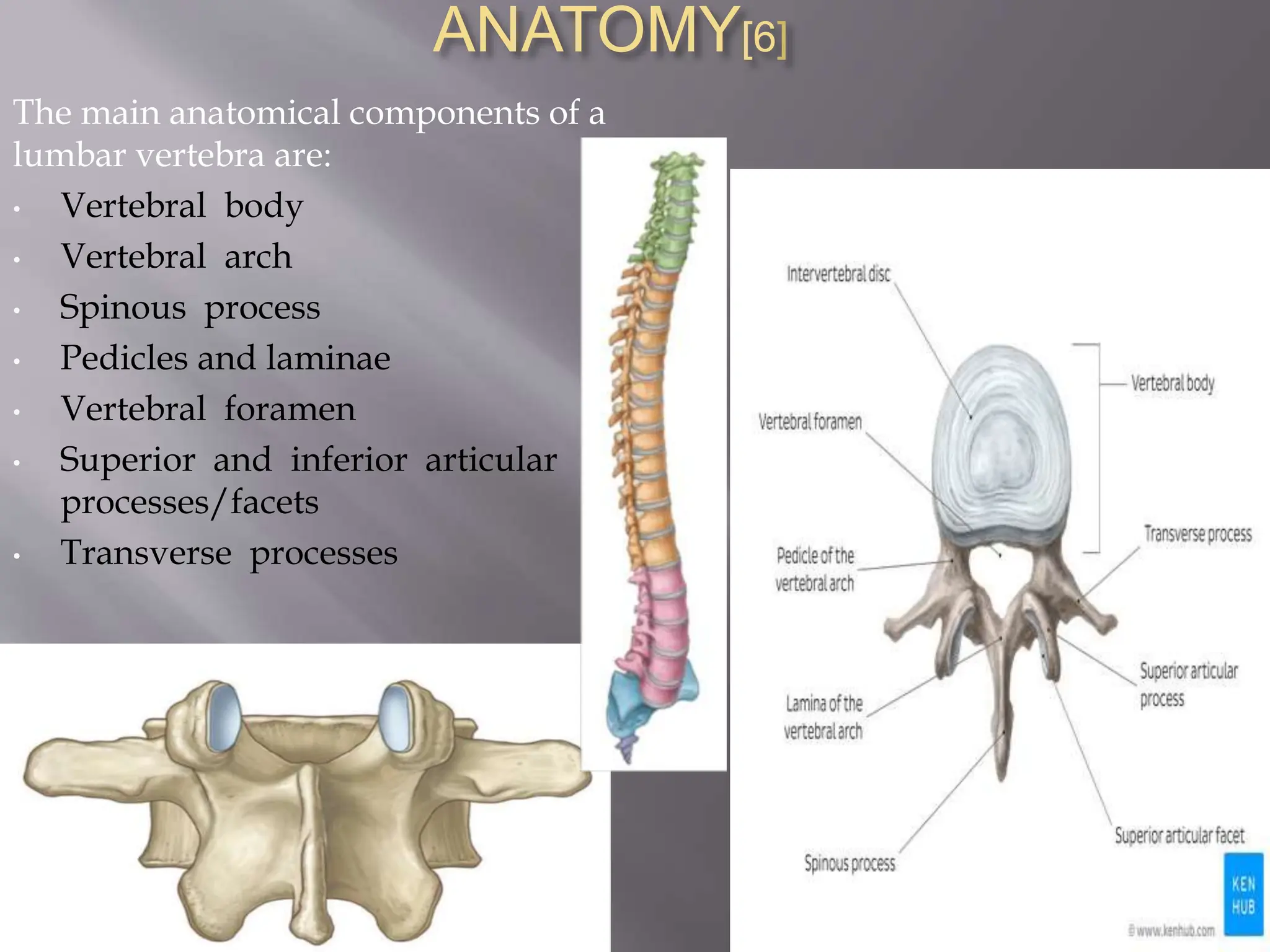 LOW BACK PAIN cause risk factors how to evaluate treatment | PPTX
