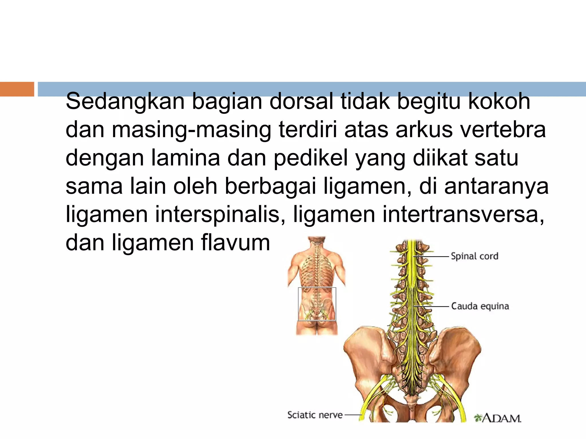 Low back pain | PPT