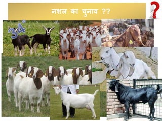 Low cost management of goats | PPTX