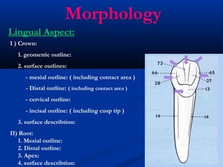 Lower canine | PPT
