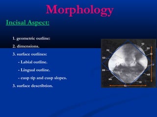 Lower canine | PPT