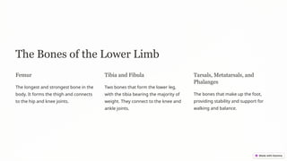 Lower-Limb-Anatomy-An-Exploration By Karthik S | PPTX