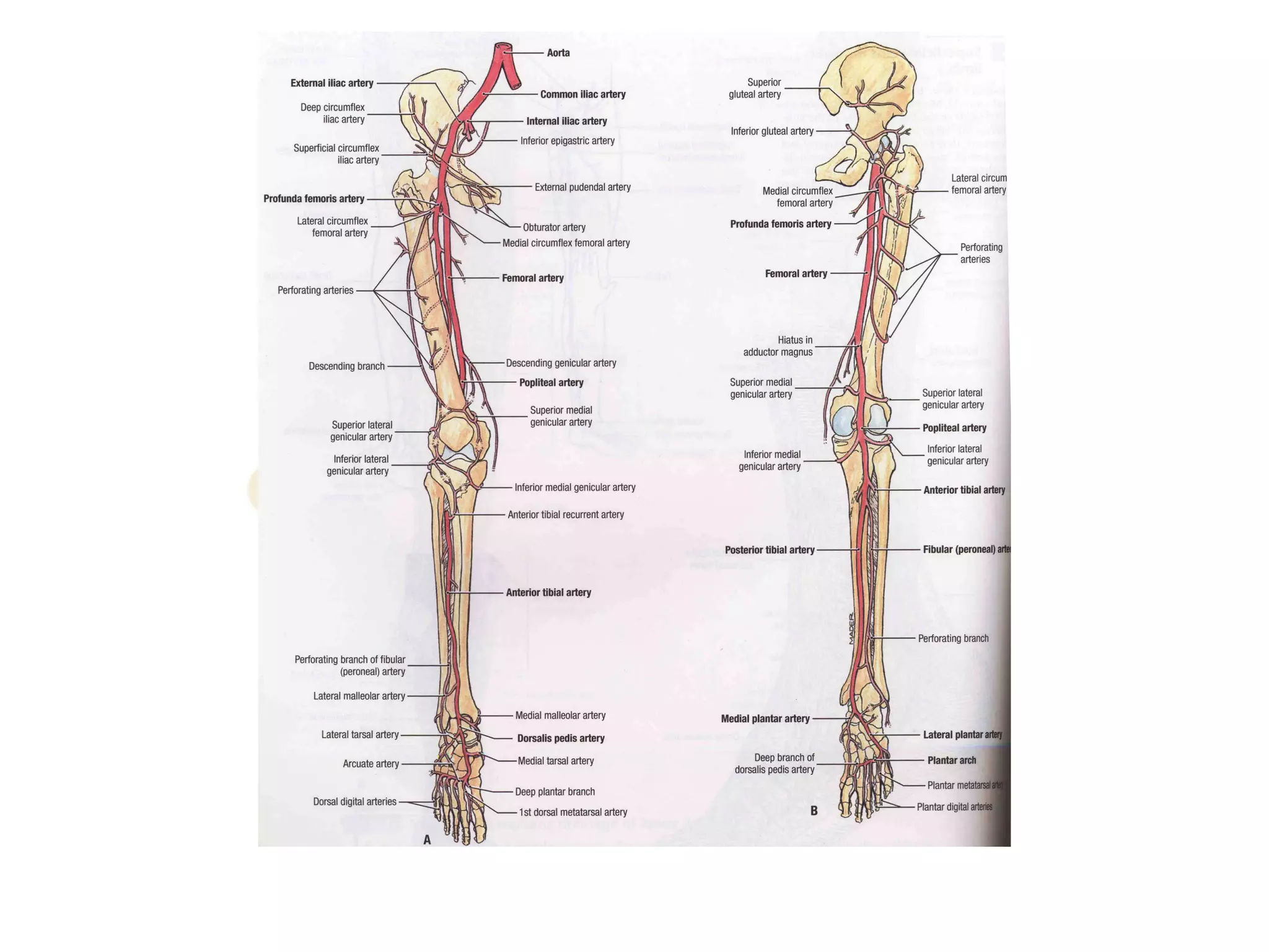 Lower limb-flaps | PPT