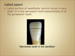Lower Central & Lateral Incisor | PDF