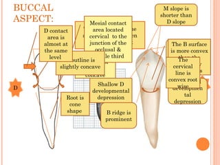 Pronounced Coronal Ridge