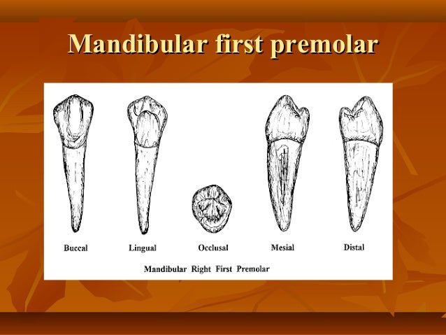 Lower First Premolar