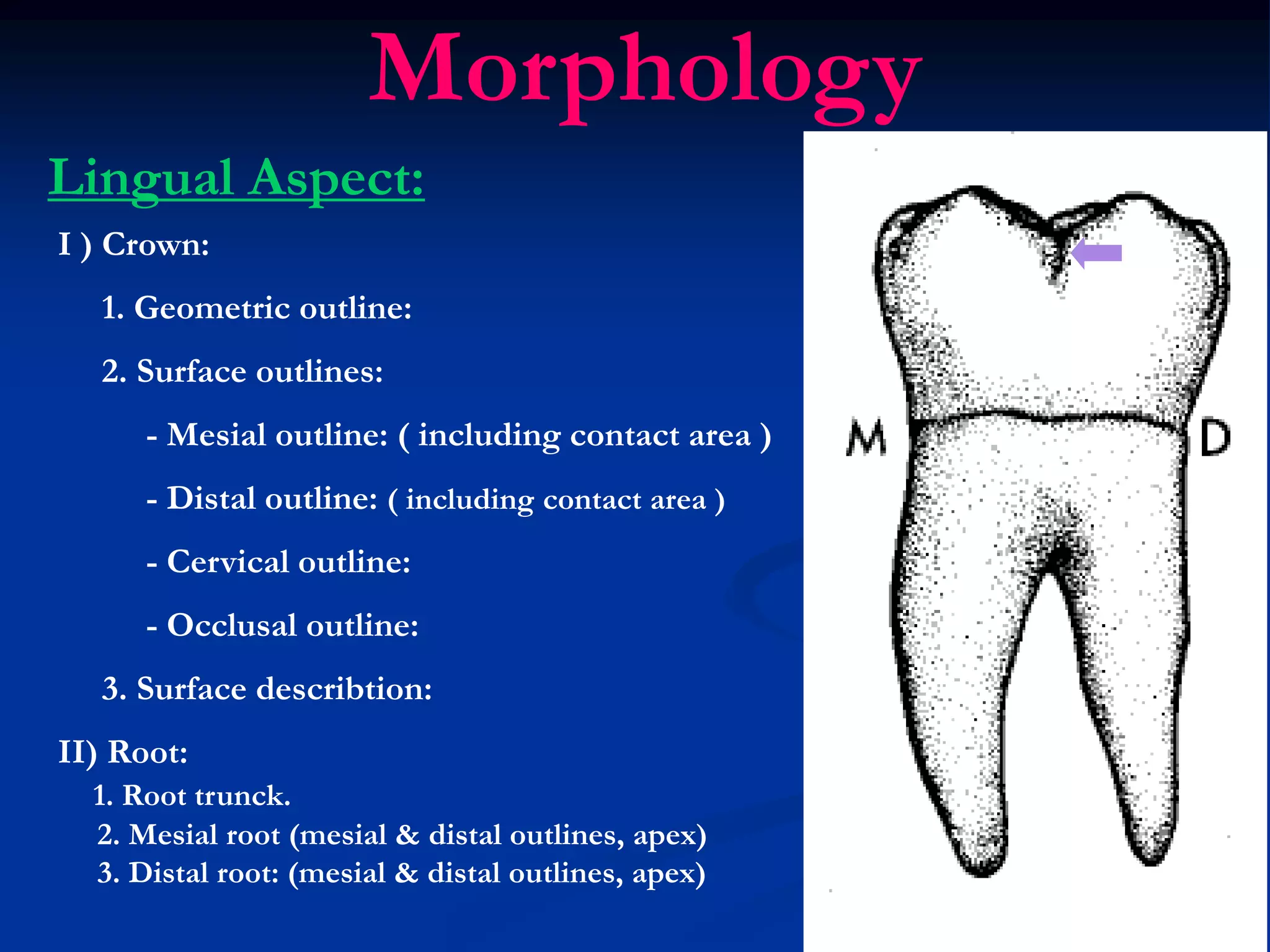 Lower First Molar | PPT