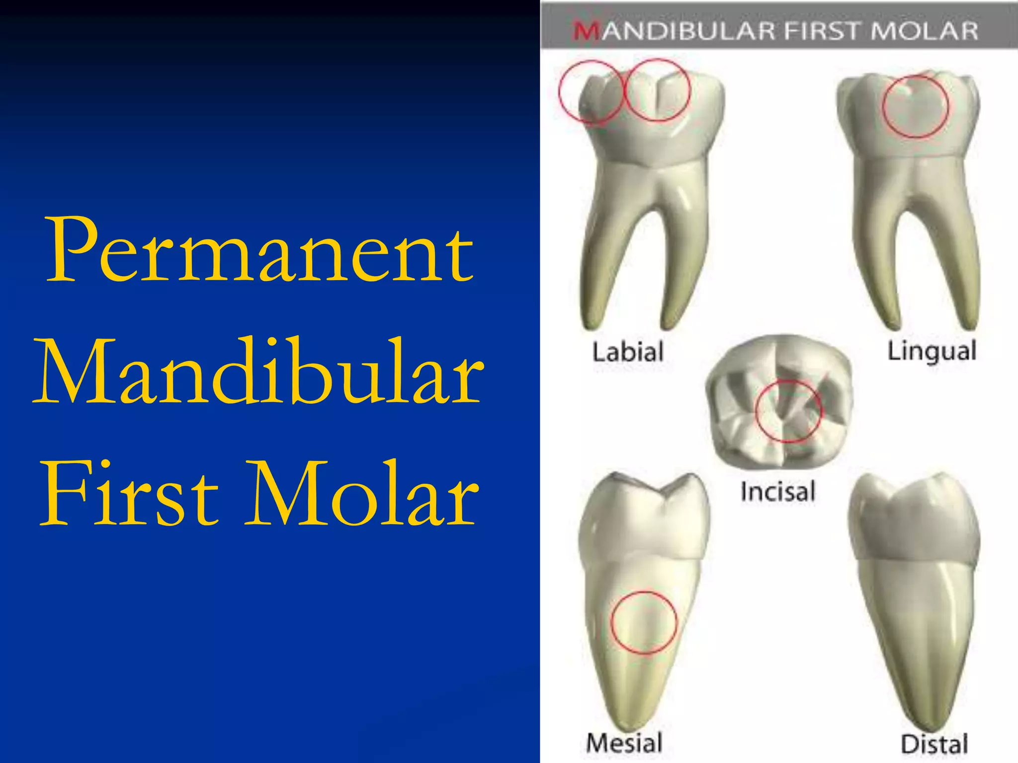 Lower First Molar | PPT
