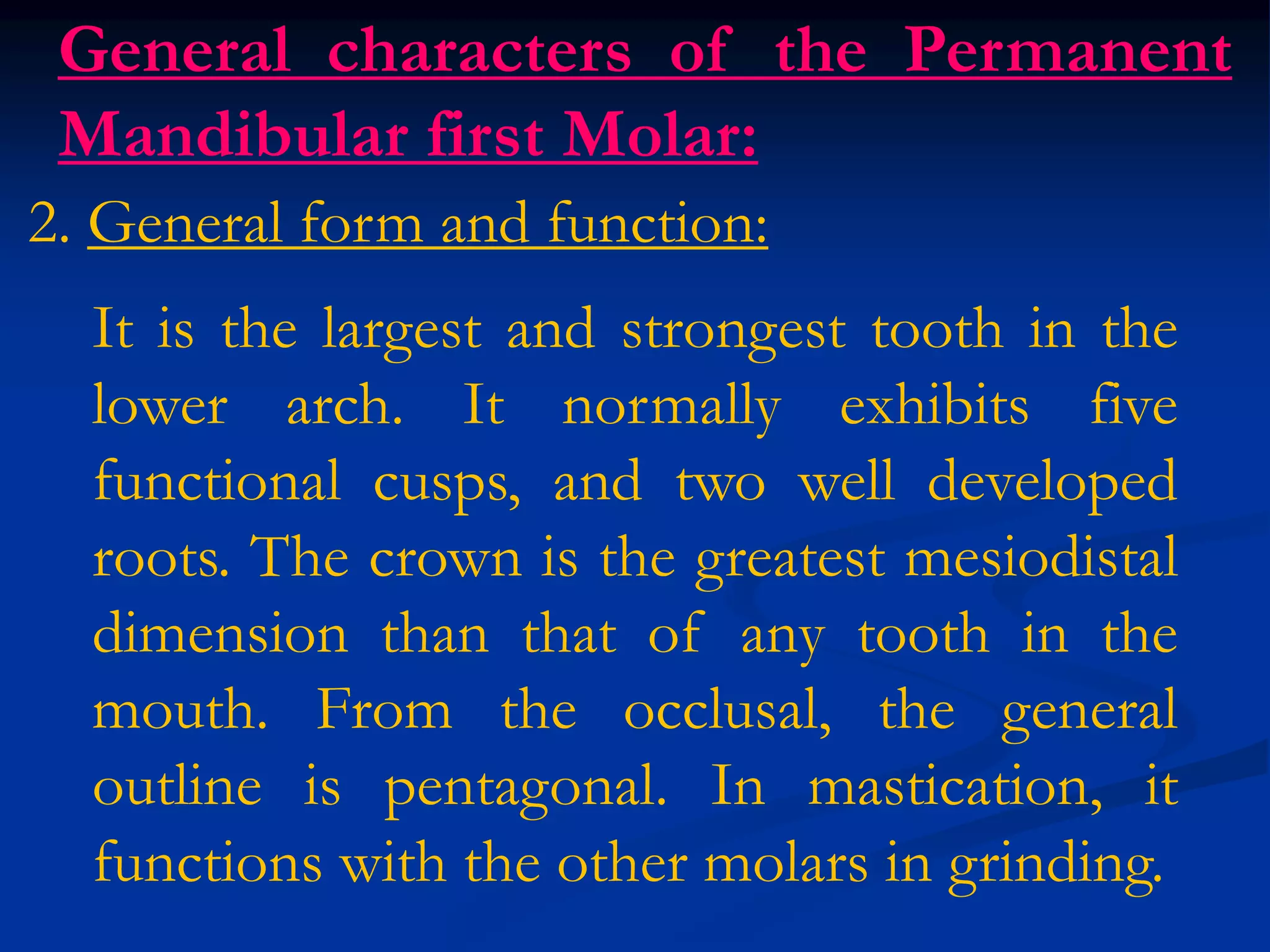 Lower First Molar | PPT