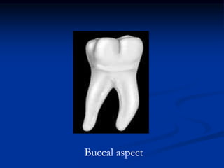 Lower First Molar | PPTX