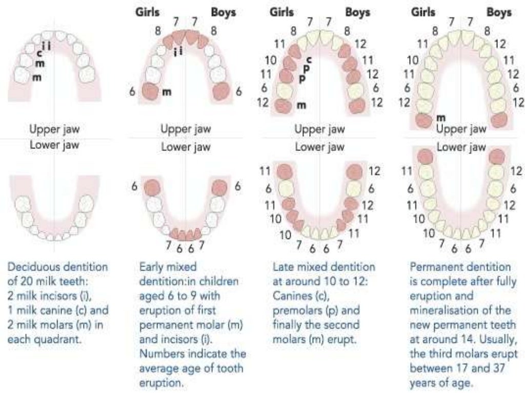 Lower First Molar