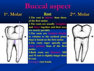 Lower Second & Third Molar | PPT