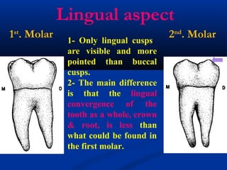 Lower Second & Third Molar | PPT