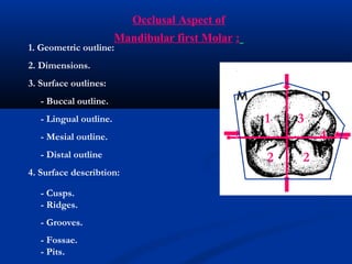 Lower Second & Third Molar | PPT