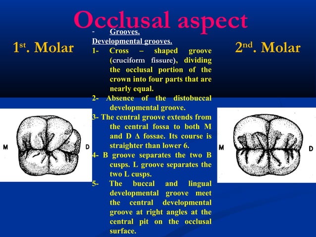 Lower Second & Third Molar | PPT | Dental Health | Diseases and Conditions