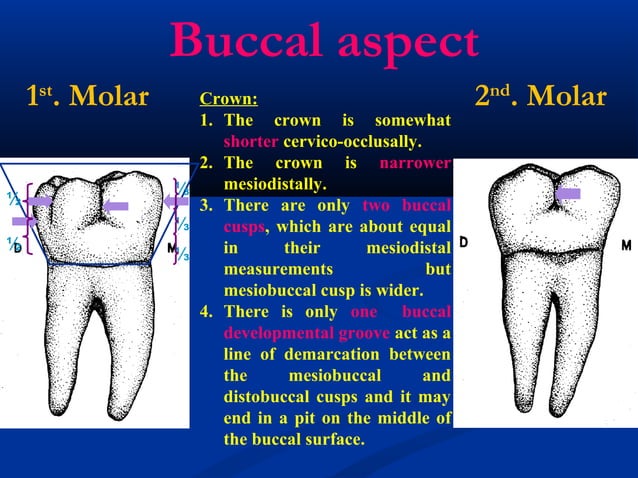 Lower Second & Third Molar | PPT | Dental Health | Diseases and Conditions