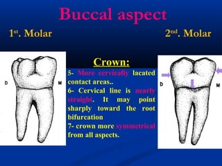 Lower Second & Third Molar | PPT