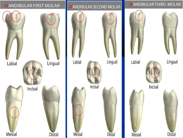 Lower Second & Third Molar