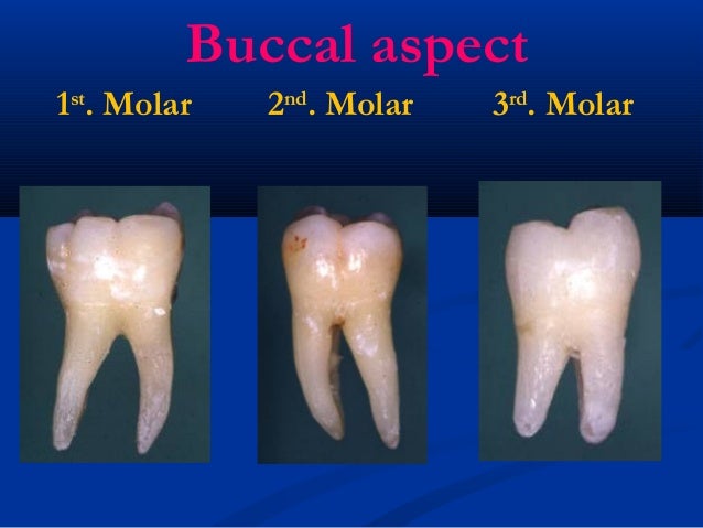 Lower Second & Third Molar