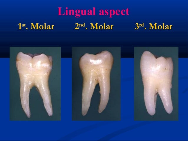 Lower Second & Third Molar