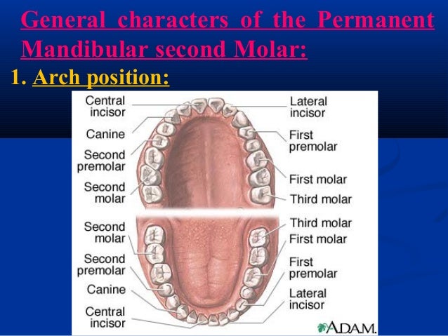 Lower Second & Third Molar