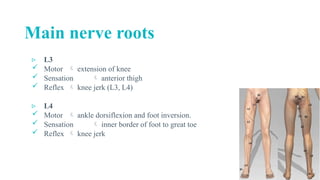 lower back pain tests for patients with back pain.pptx